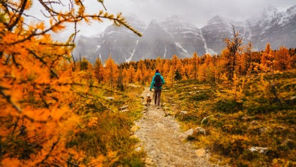 7 Essential Tips for Fun and Successful Hiking with Your Dog – Pike Trail