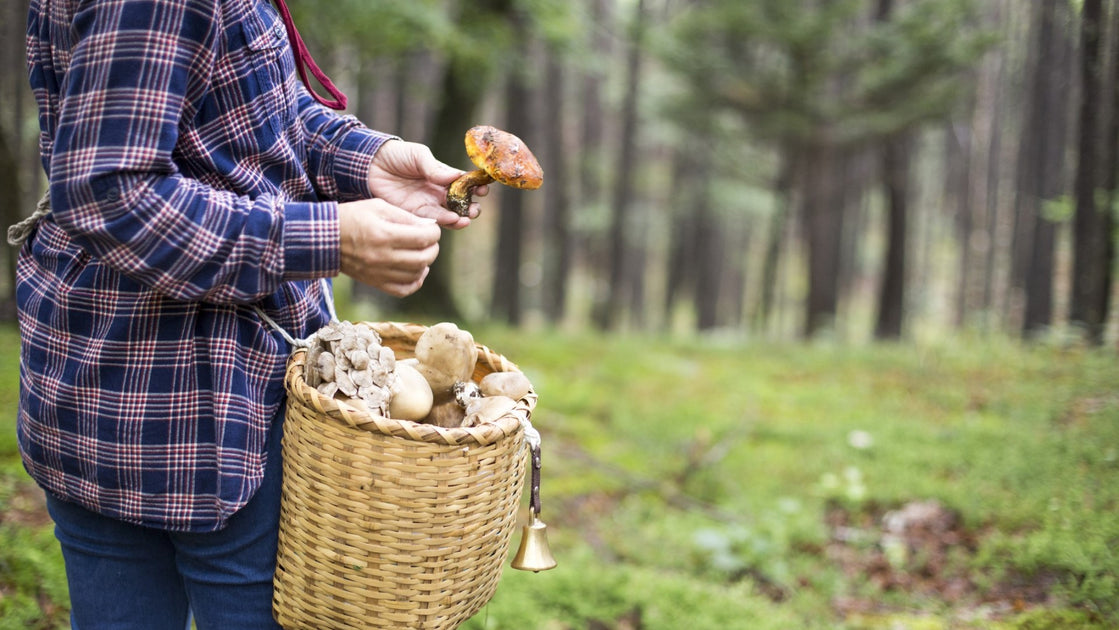 A Beginner's Guide to Mushroom Hunting with Pike Trail Snake Gaiters a