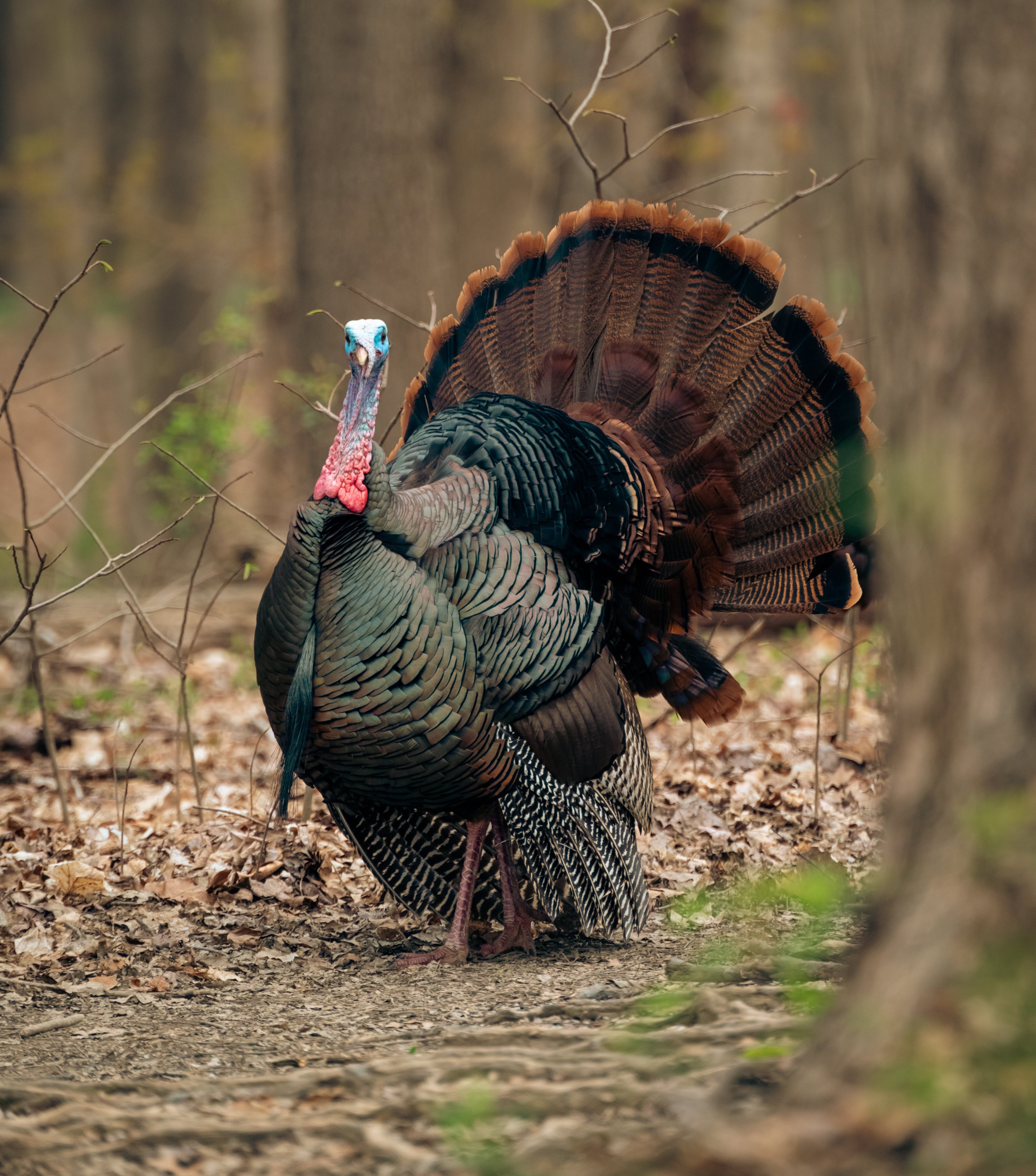 Mastering Turkey Hunting: Tips, Expectations, and Essential Gear – Pike ...